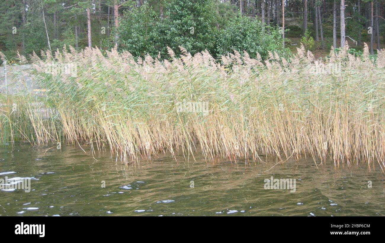 common reed (Phragmites australis) Plantae Stock Photo - Alamy