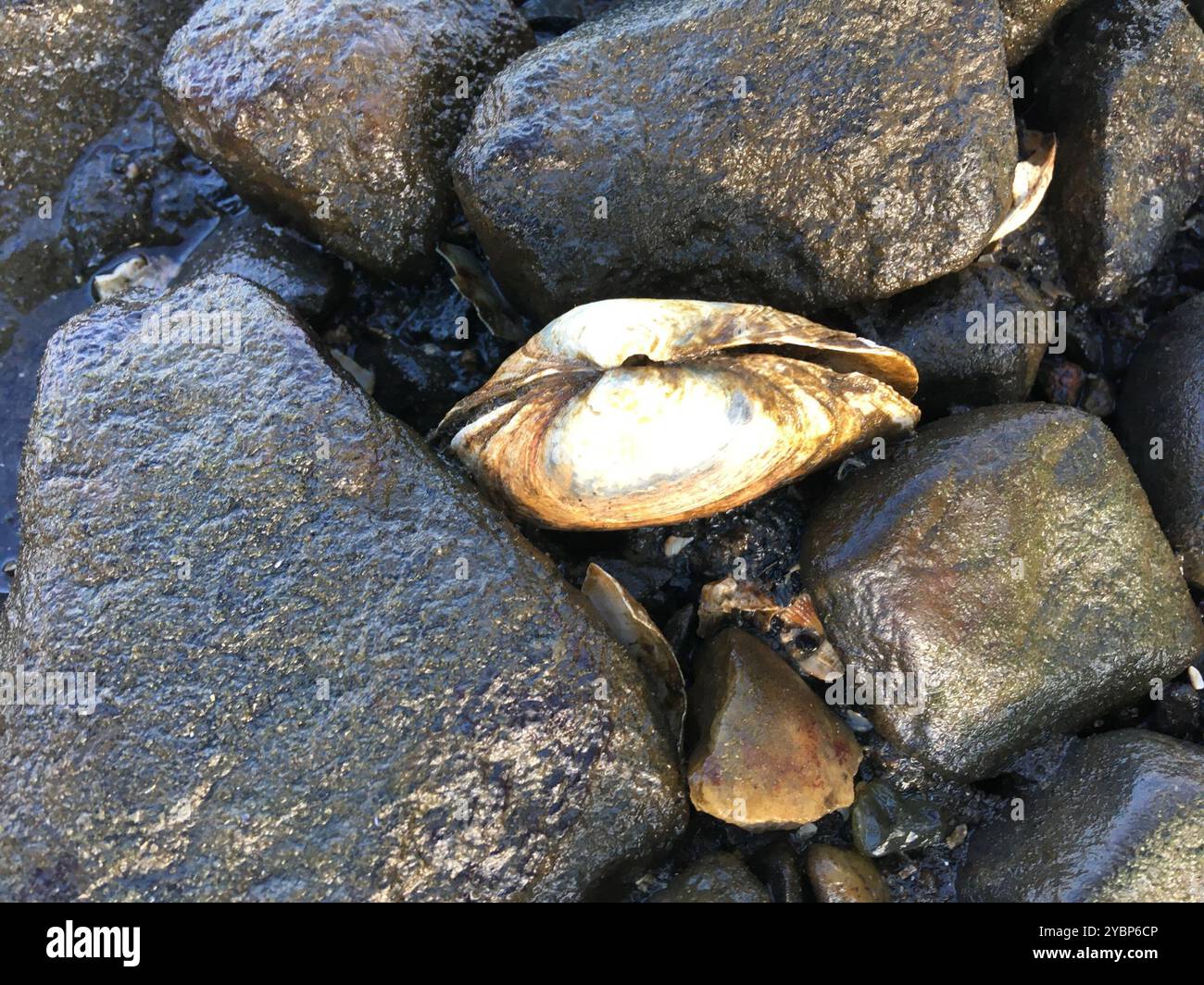 Soft-shelled Clam (Mya arenaria) Mollusca Stock Photo - Alamy