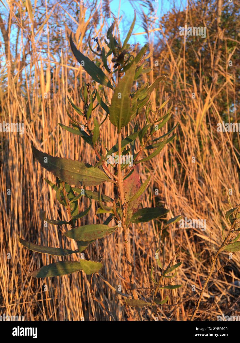 marsh elder (Iva frutescens) Plantae Stock Photo - Alamy