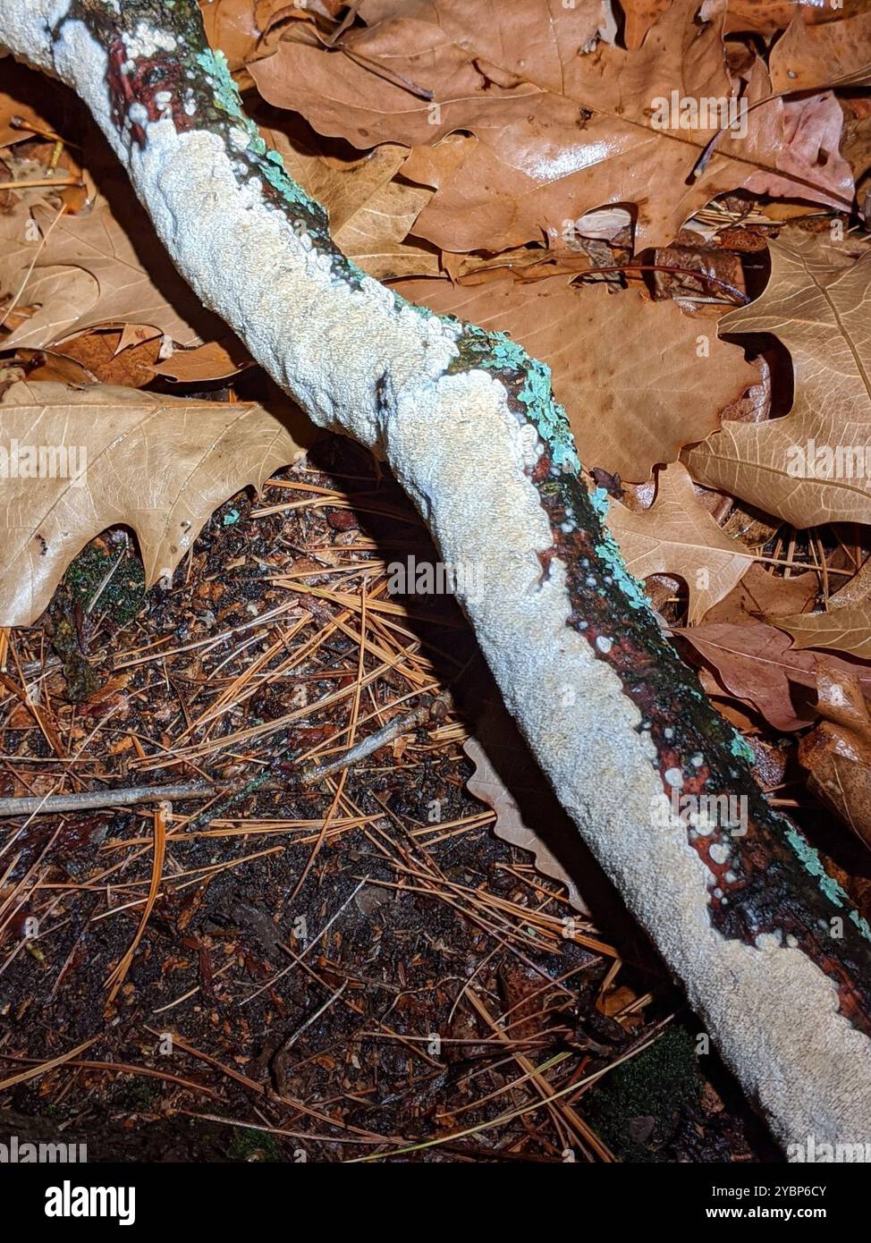 Milk-white Toothed Polypore (Irpex lacteus) Fungi Stock Photo - Alamy