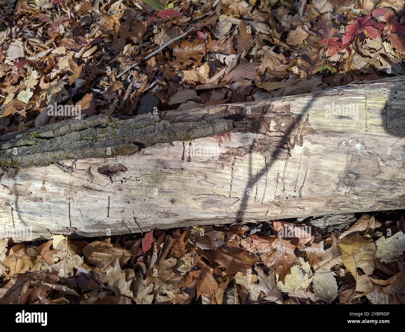 Ship-timber Beetles (Lymexylidae) Insecta Stock Photo - Alamy