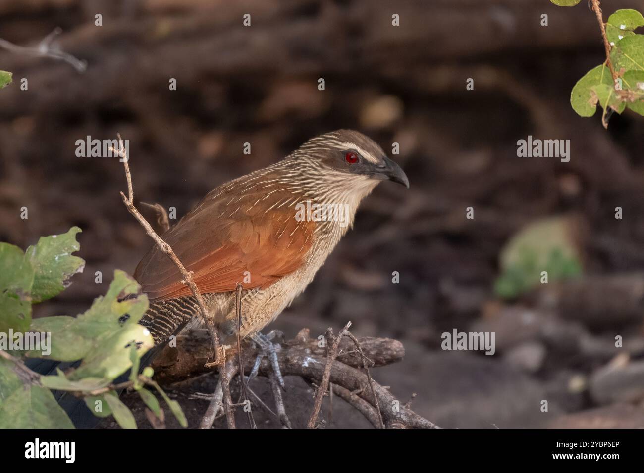 White-browed coucal or lark-heeled cuckoo, Centropus superciliosus ...