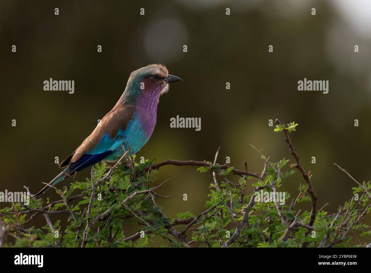 Lila-Breasted Roller, Coracias caudata, Coraciidae, Meru National Park ...