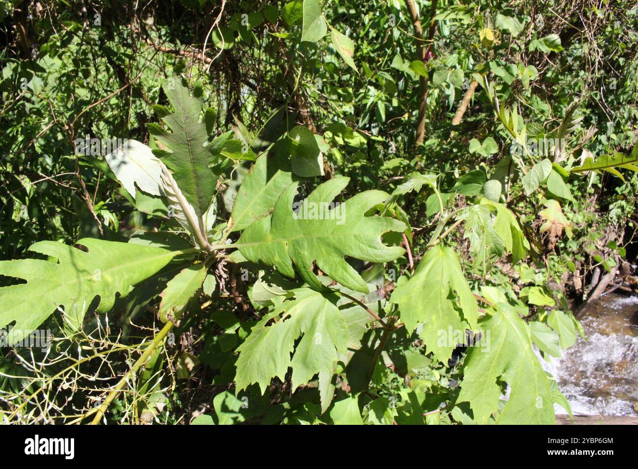 Parrotweed (Bocconia frutescens) Plantae Stock Photo - Alamy