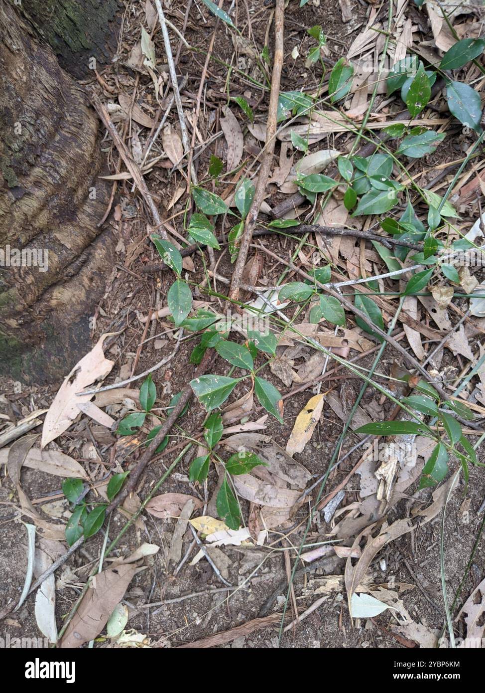 Bower Plant (Pandorea jasminoides) Plantae Stock Photo - Alamy