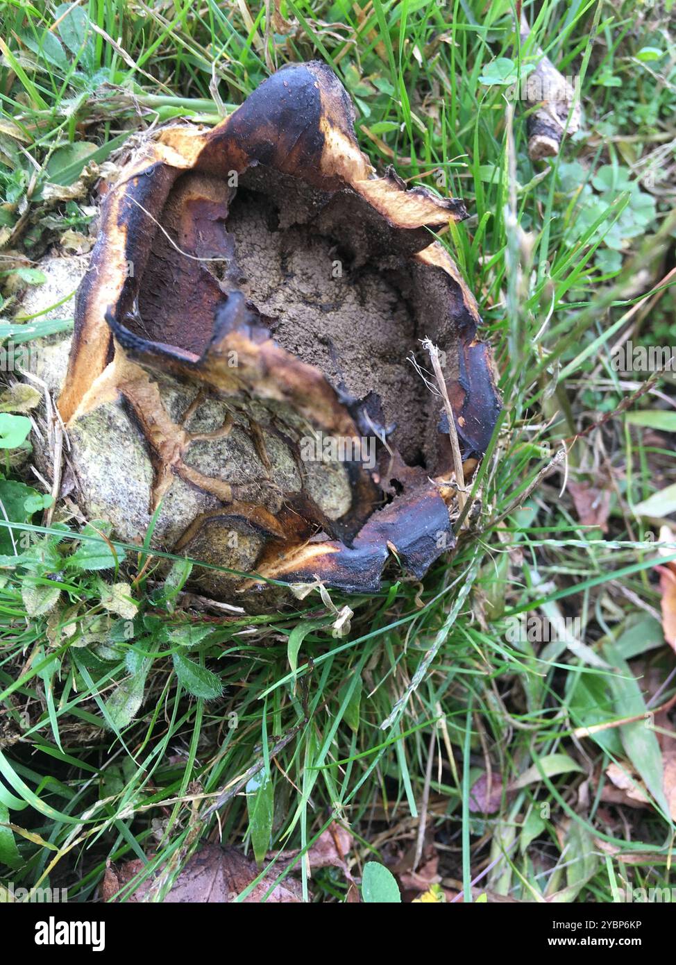 Many-rooted Earthball (Scleroderma polyrhizum) Fungi Stock Photo - Alamy