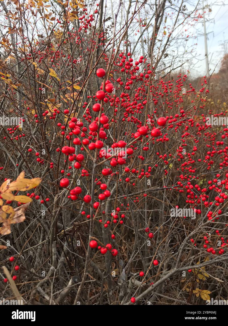 winterberry holly (Ilex verticillata) Plantae Stock Photo - Alamy