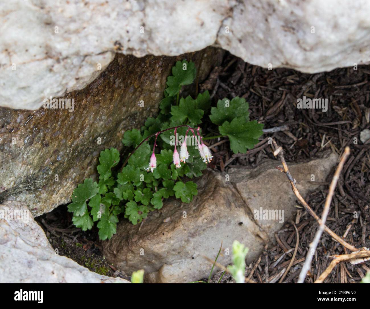 pink alumroot (Heuchera rubescens) Plantae Stock Photo - Alamy