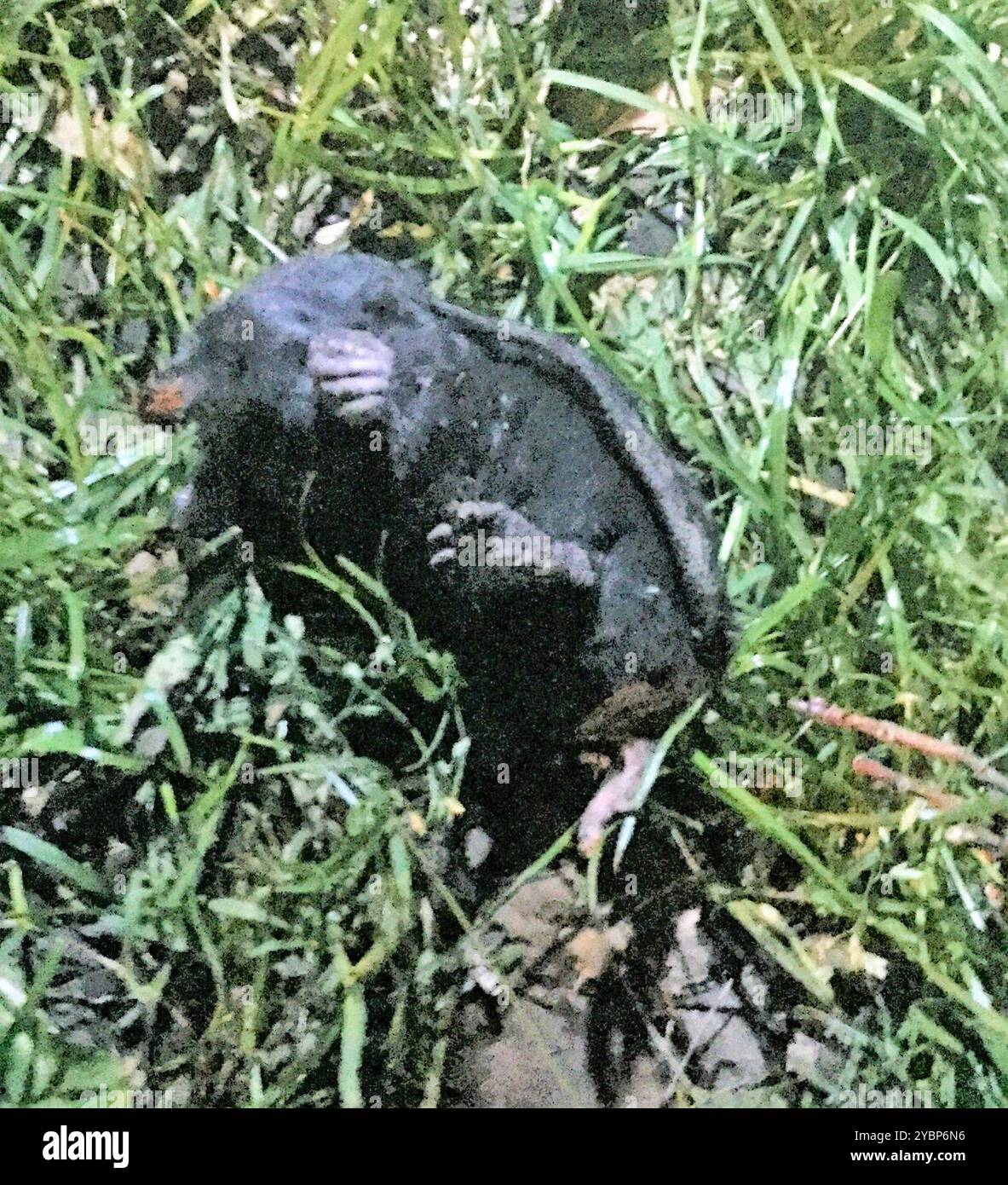 Star-nosed Mole (Condylura cristata) Mammalia Stock Photo - Alamy