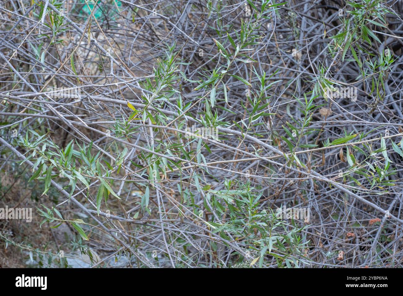 mule fat (Baccharis salicifolia) Plantae Stock Photo - Alamy