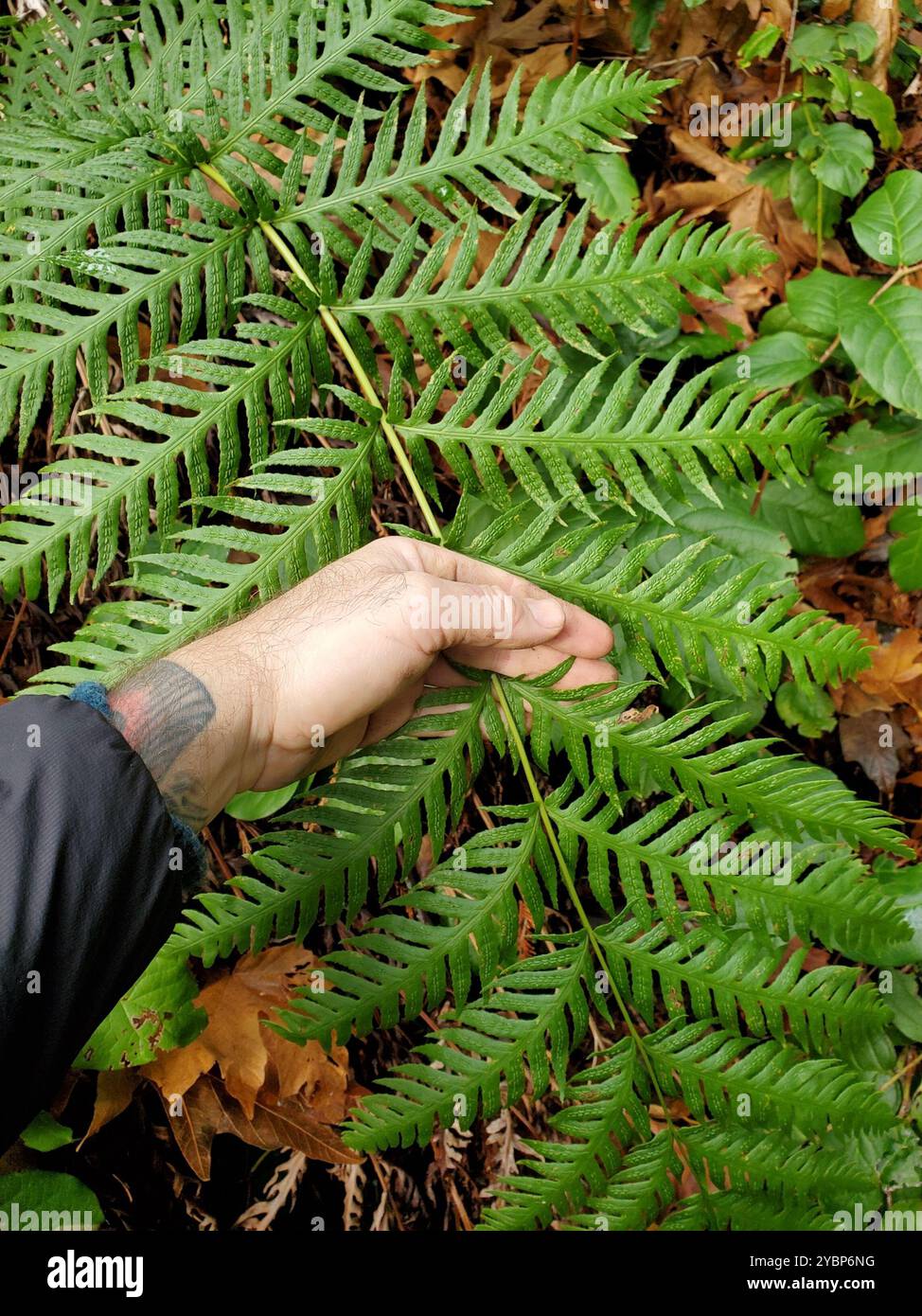 giant chain fern (Woodwardia fimbriata) Plantae Stock Photo - Alamy