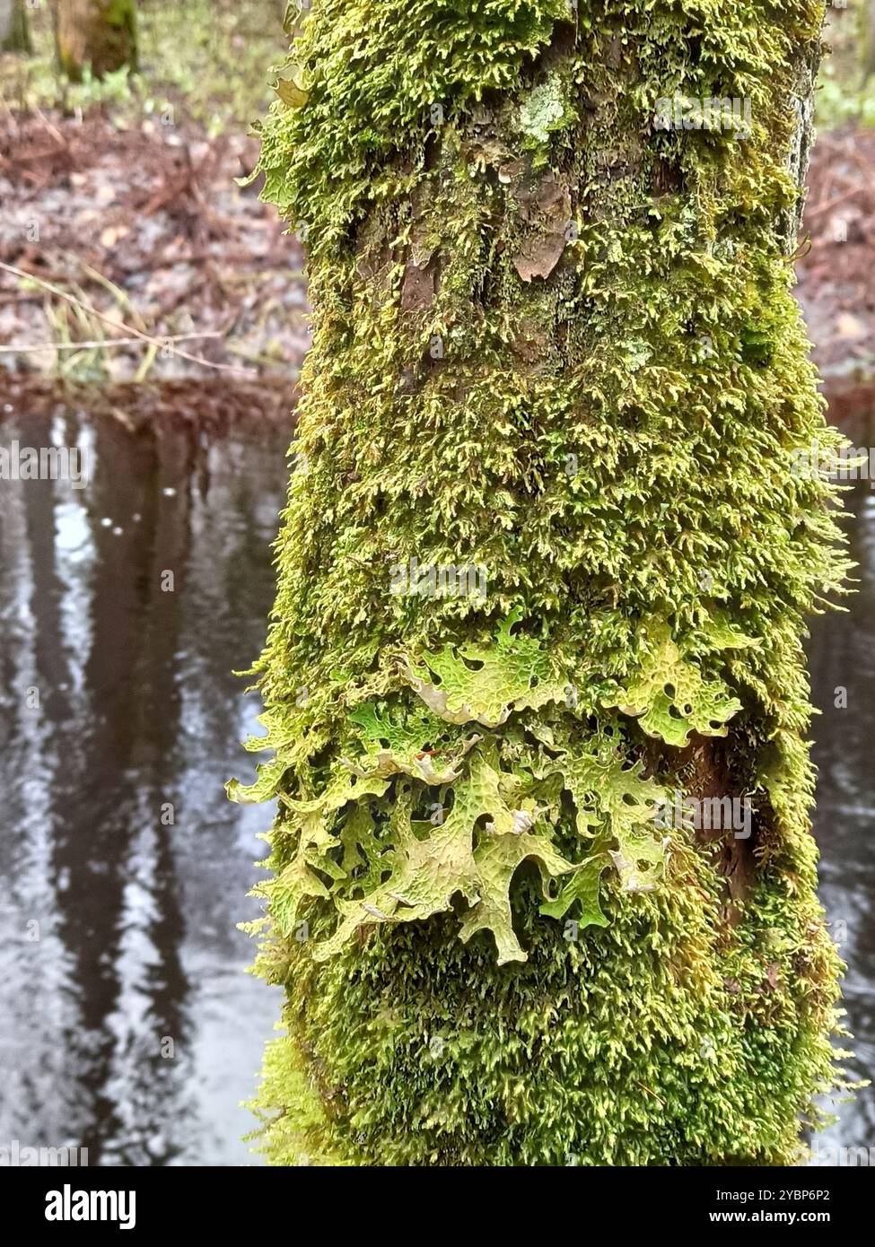 Tree Lungwort (Lobaria pulmonaria) Fungi Stock Photo - Alamy