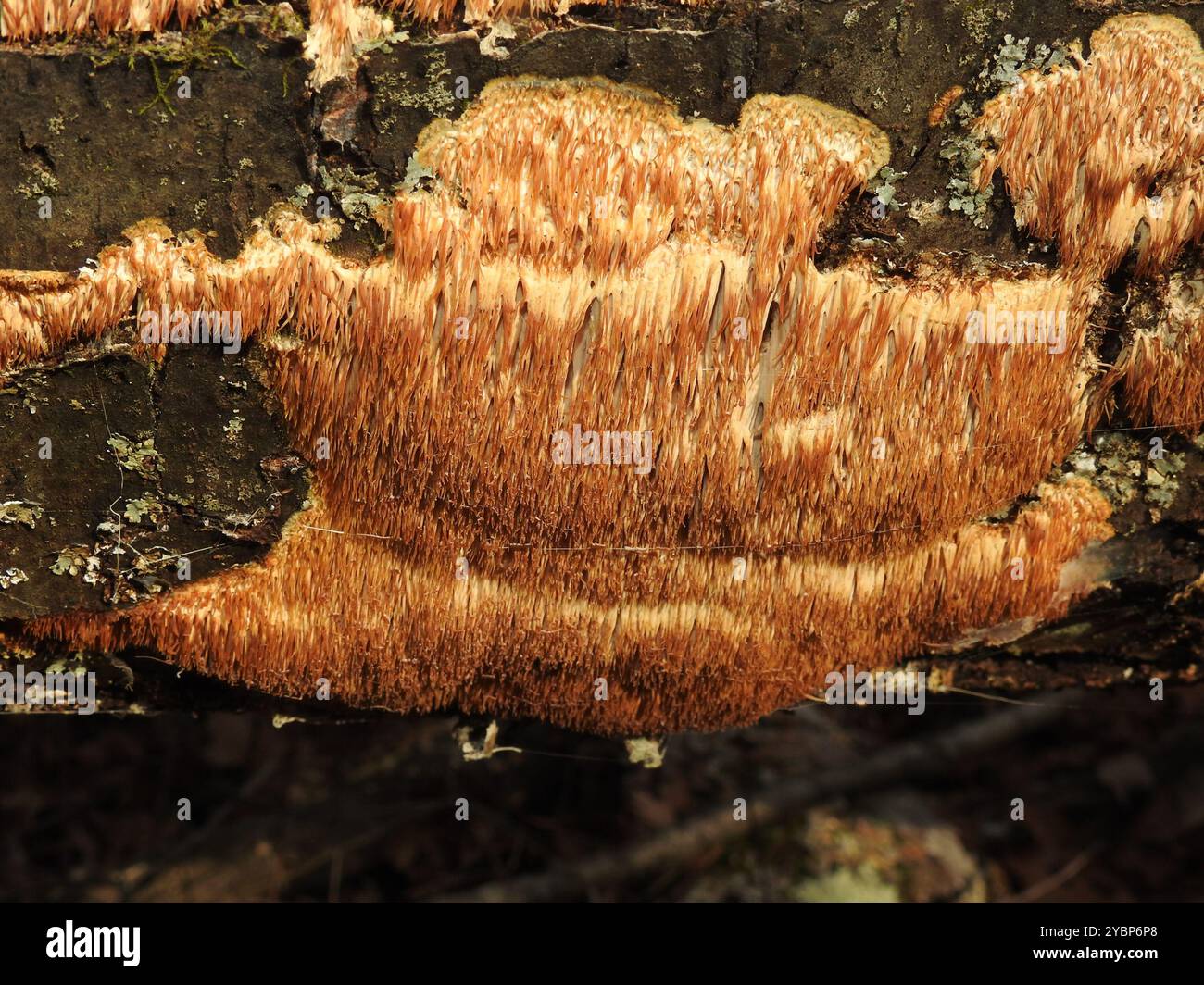 Asian Beauty (Radulomyces copelandii) Fungi Stock Photo - Alamy
