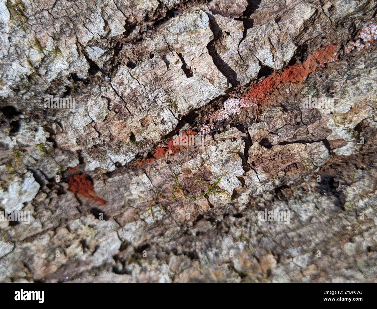 Wasp's Nest Slime Mold (Metatrichia vesparia) Protozoa Stock Photo - Alamy