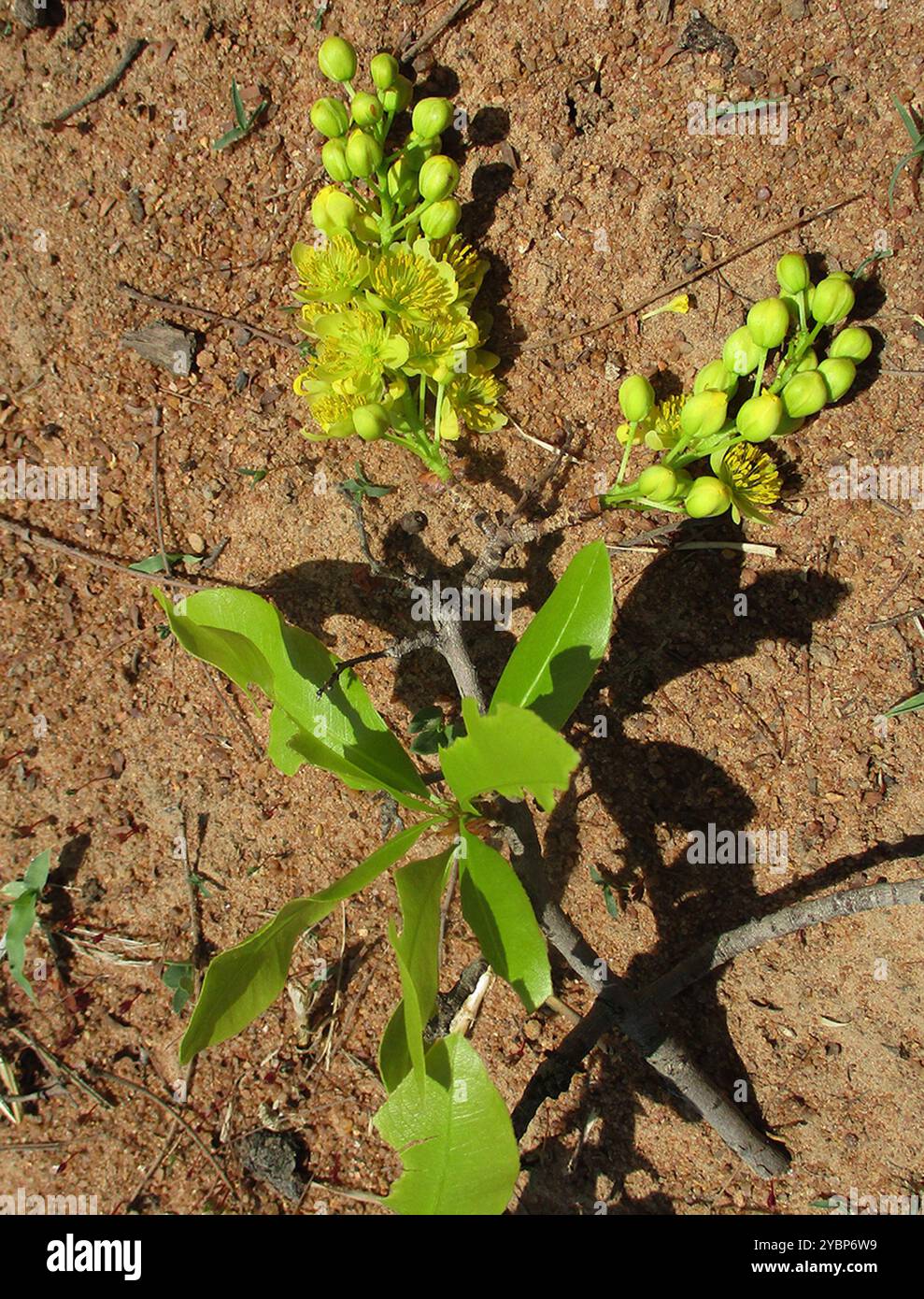 peeling plane (Ochna pulchra) Plantae Stock Photo - Alamy