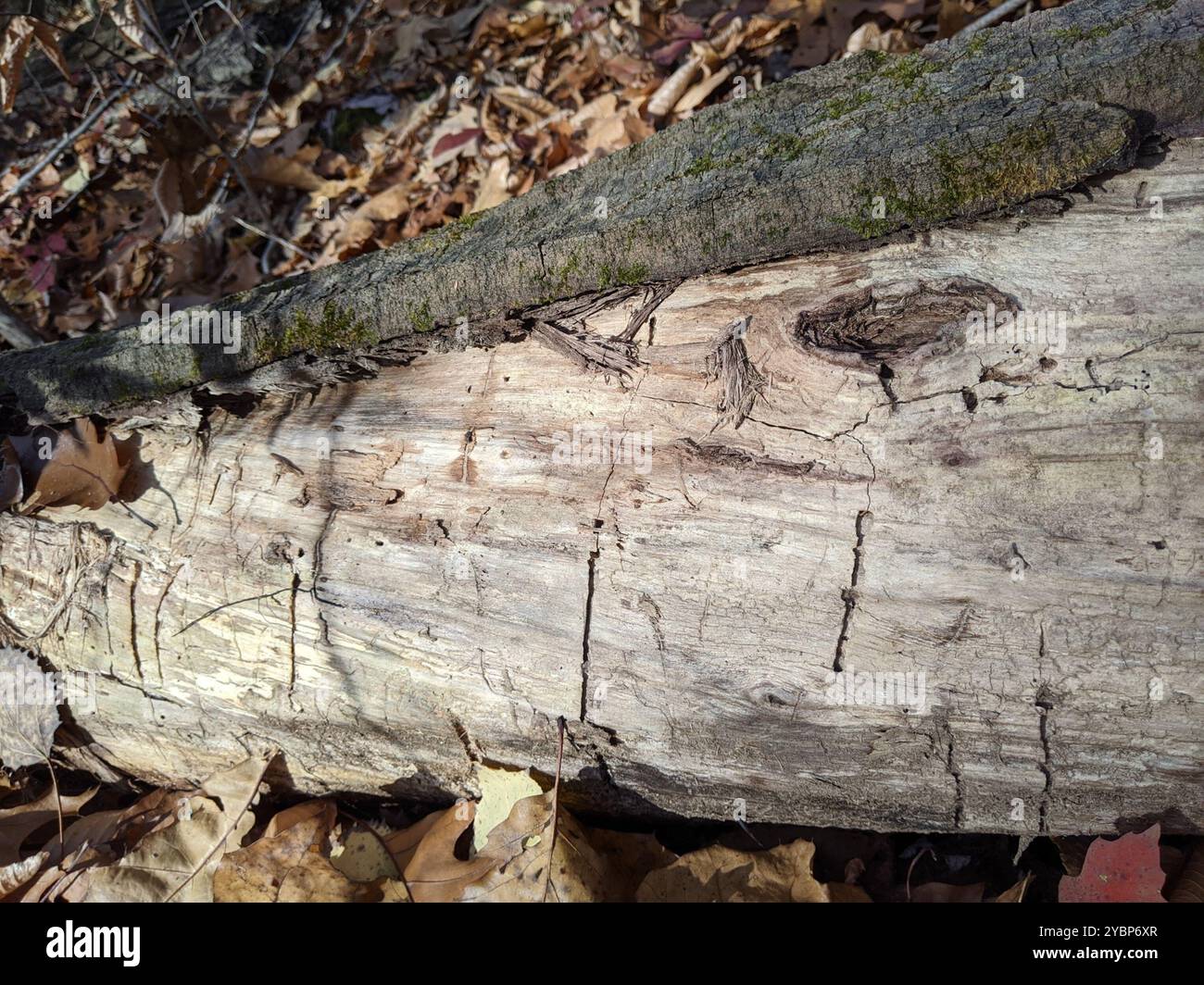 Ship-timber Beetles (Lymexylidae) Insecta Stock Photo - Alamy
