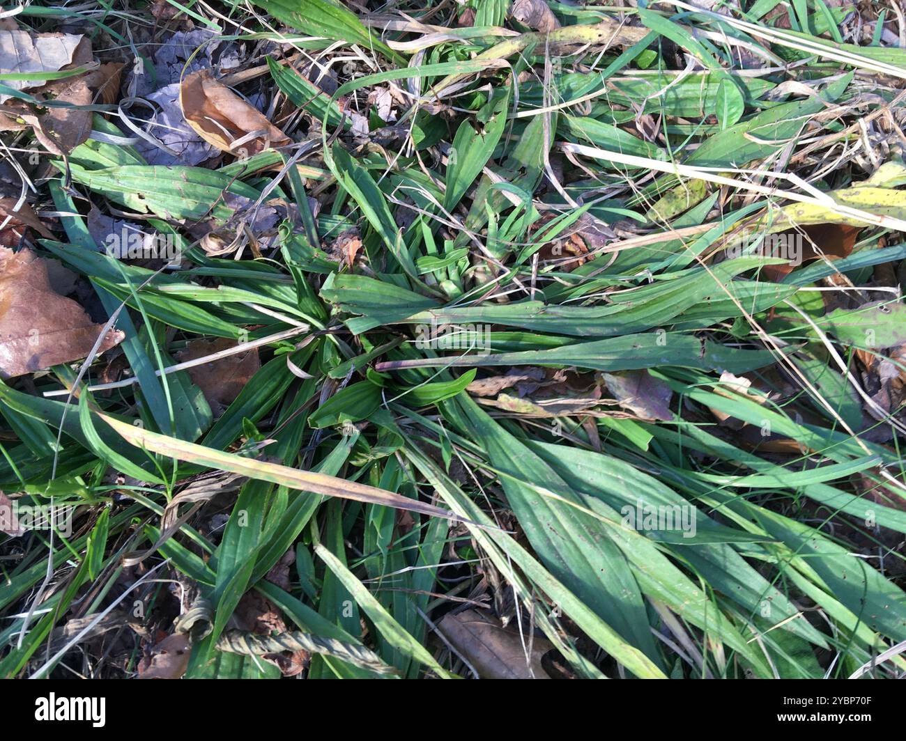 ribwort plantain (Plantago lanceolata) Plantae Stock Photo - Alamy