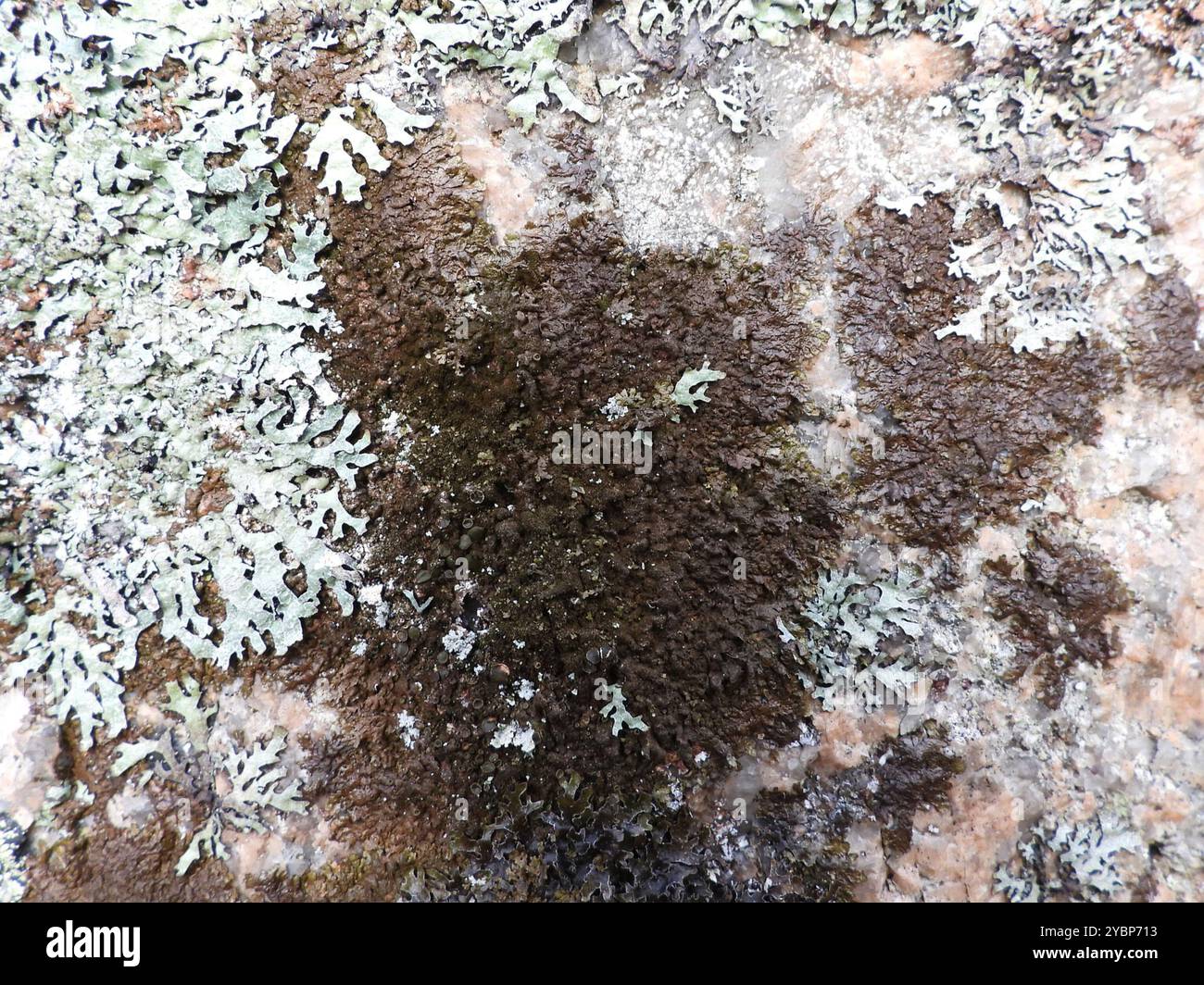 Blistered Camouflage Lichen (Xanthoparmelia loxodes) Fungi Stock Photo ...