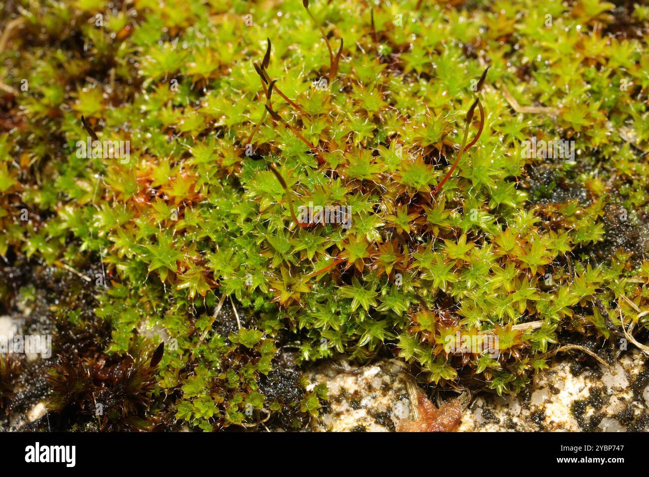 Star Moss (Syntrichia ruralis) Plantae Stock Photo - Alamy