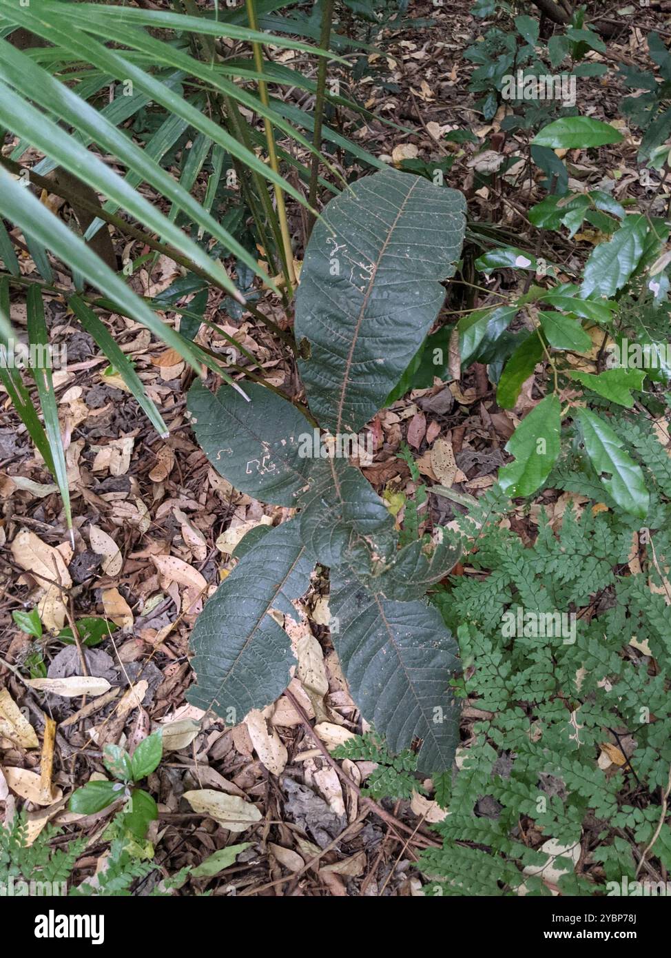 Native Tamarind (Diploglottis australis) Plantae Stock Photo - Alamy