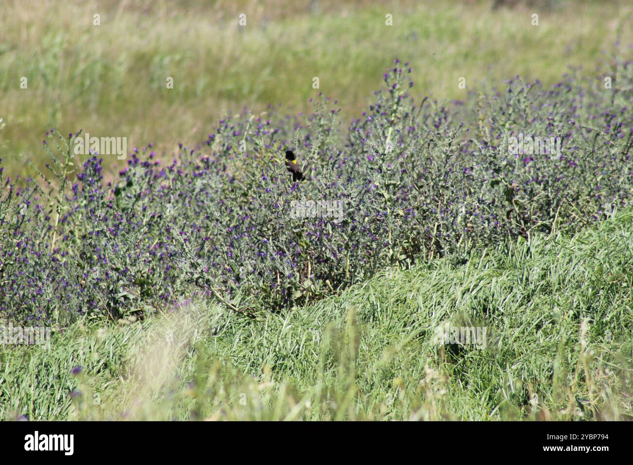 Cape Yellow Bishop (Euplectes capensis capensis) Aves Stock Photo - Alamy