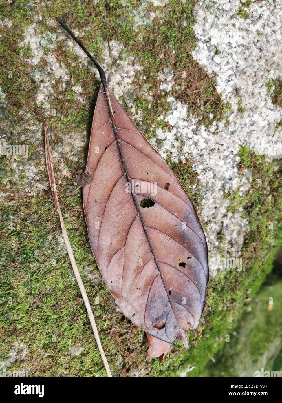 Cola nitida hi-res stock photography and images - Alamy