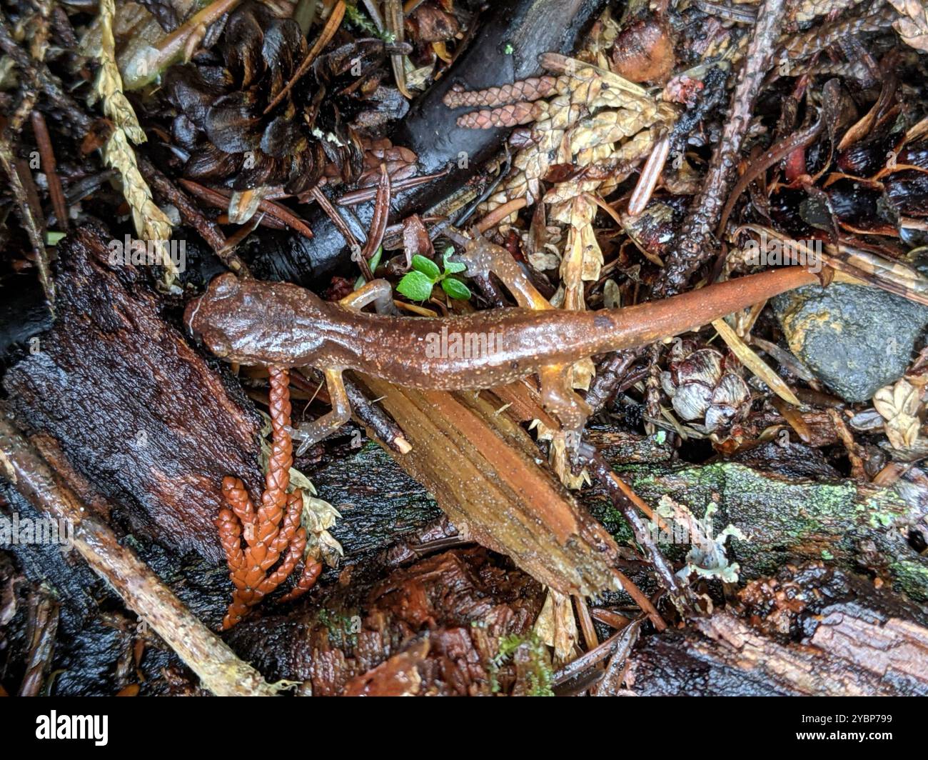Ensatina (Ensatina eschscholtzii) Amphibia Stock Photo - Alamy