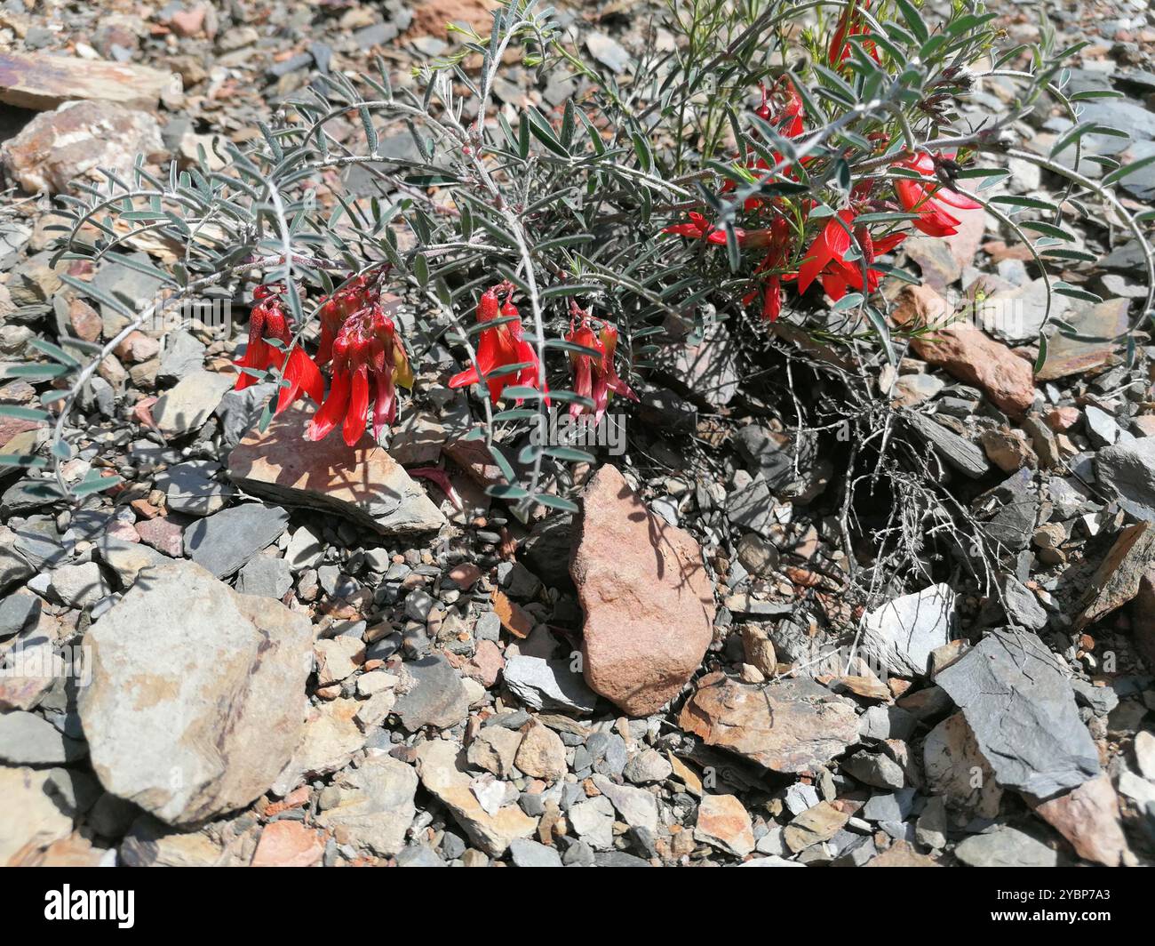 cancer bush (Lessertia frutescens) Plantae Stock Photo - Alamy
