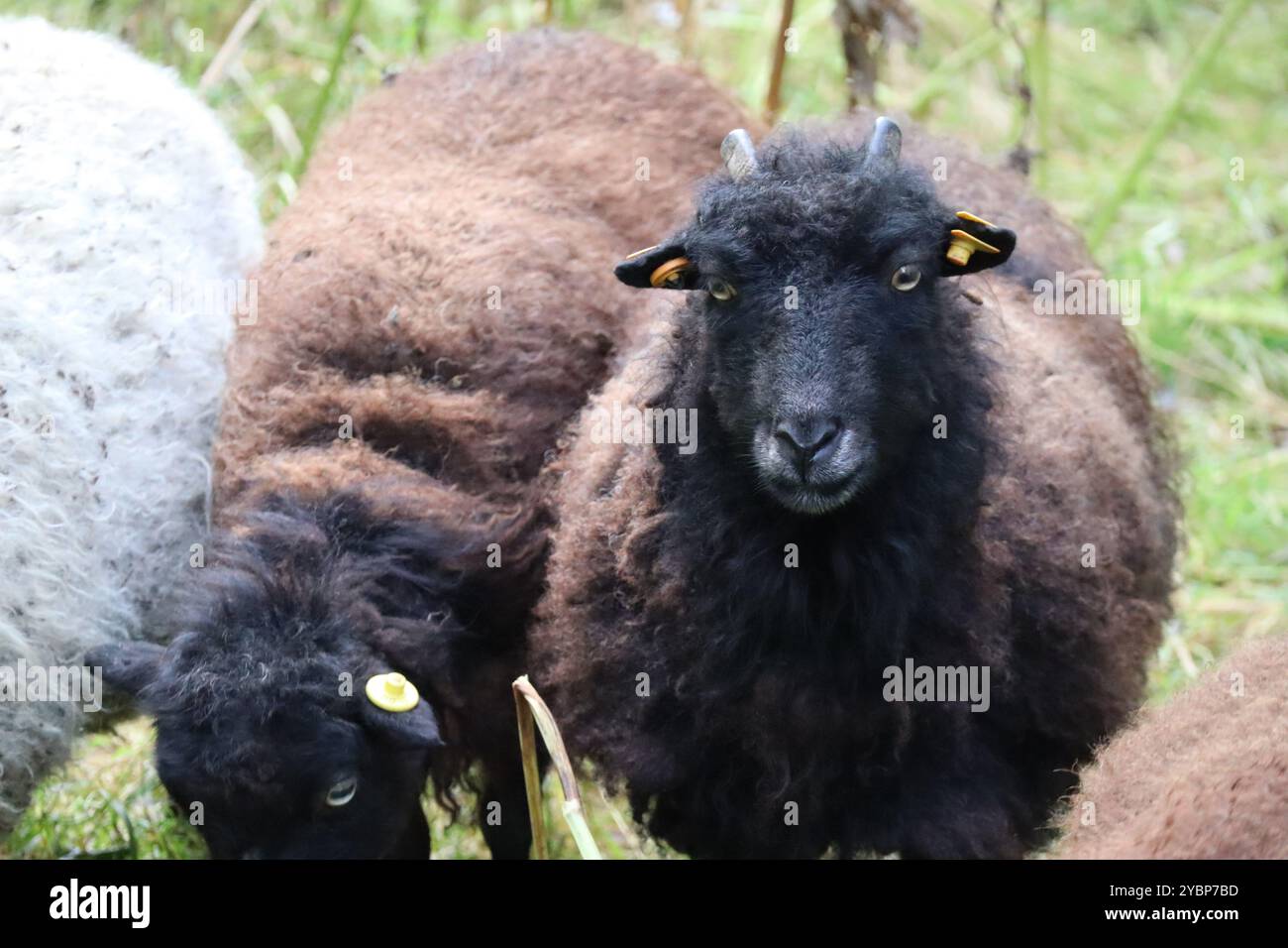 Dwarf sheep waiting expectantly to be Fed Stock Photo - Alamy