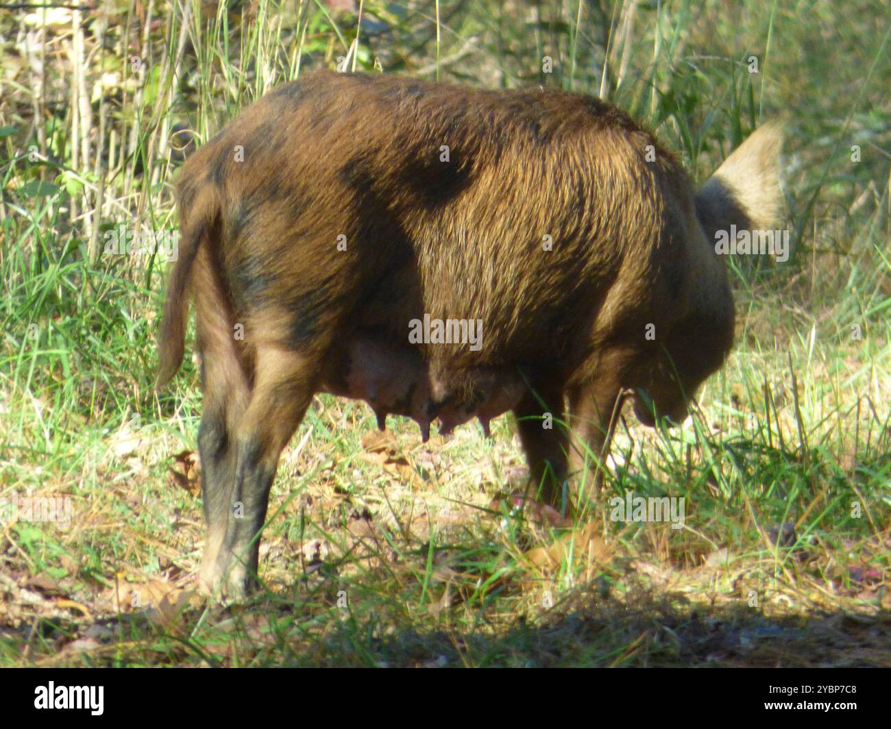 Eurasian Wild Pig (Sus scrofa) Mammalia Stock Photo - Alamy