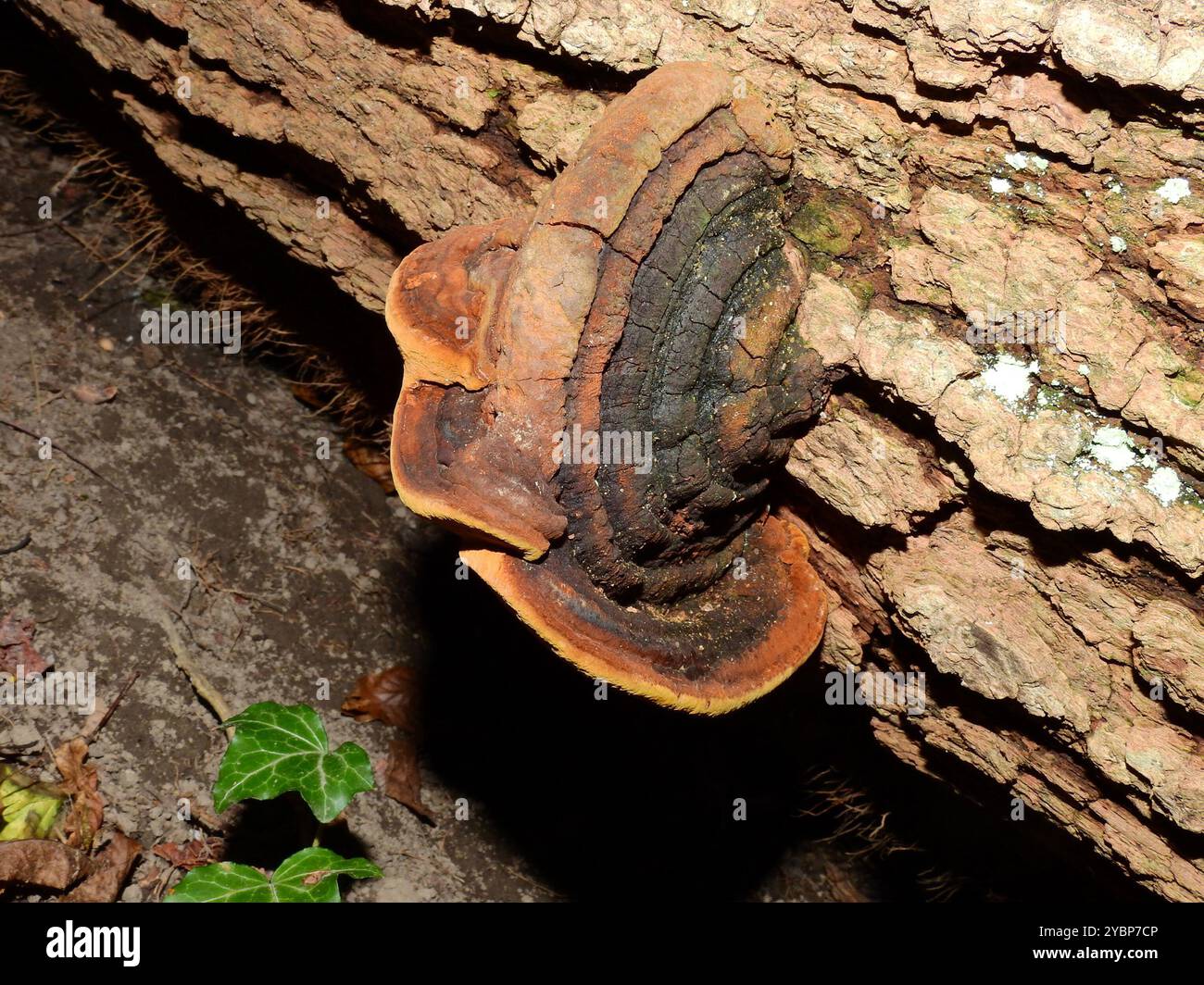 Cracked Cap Polypore (Fulvifomes robiniae) Fungi Stock Photo - Alamy