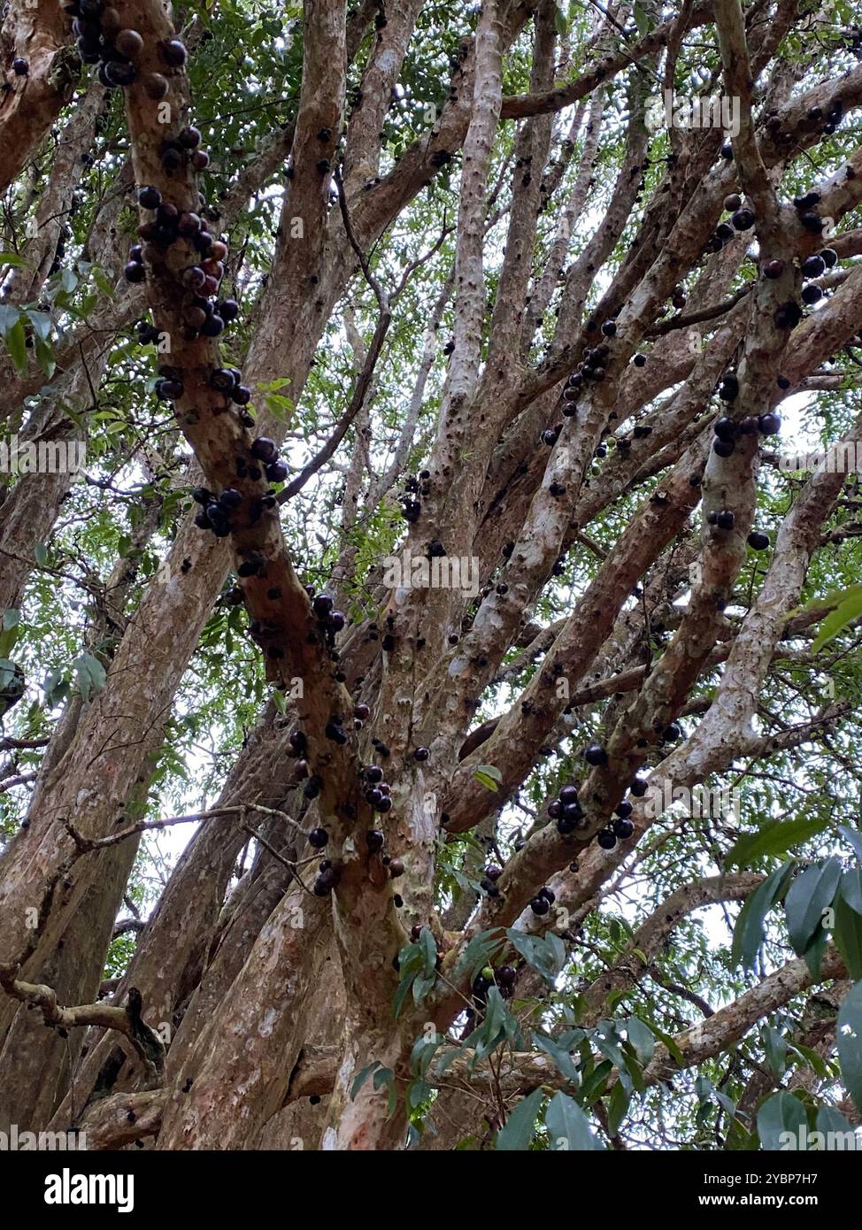 vascular plants (Tracheophyta) Plantae Stock Photo - Alamy