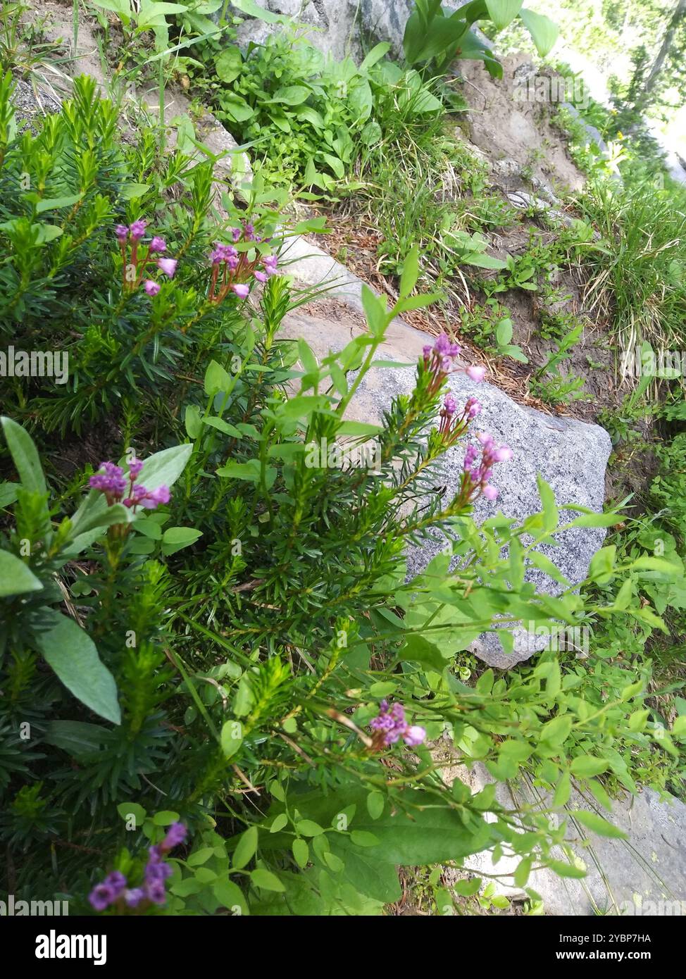 pink mountainheath (Phyllodoce empetriformis) Plantae Stock Photo - Alamy