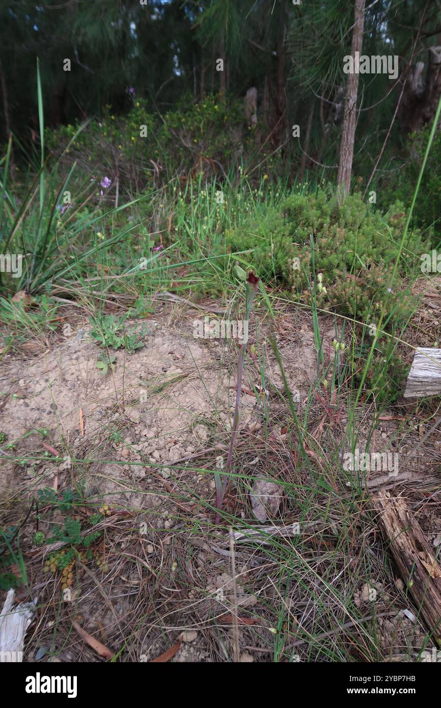 Purple Beard Orchid (Calochilus robertsonii) Plantae Stock Photo - Alamy