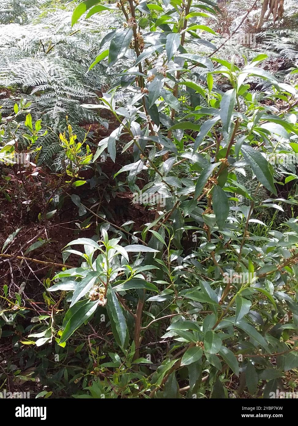 Sticky Boobialla (Myoporum petiolatum) Plantae Stock Photo - Alamy