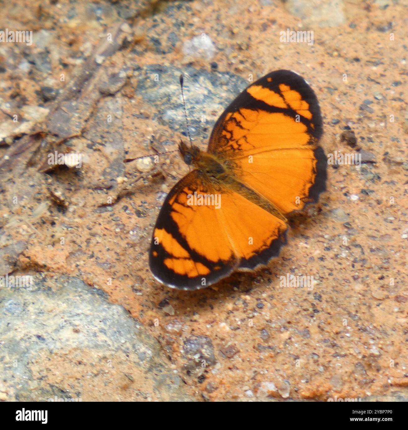Claudina Crescent (Tegosa claudina) Insecta Stock Photo - Alamy