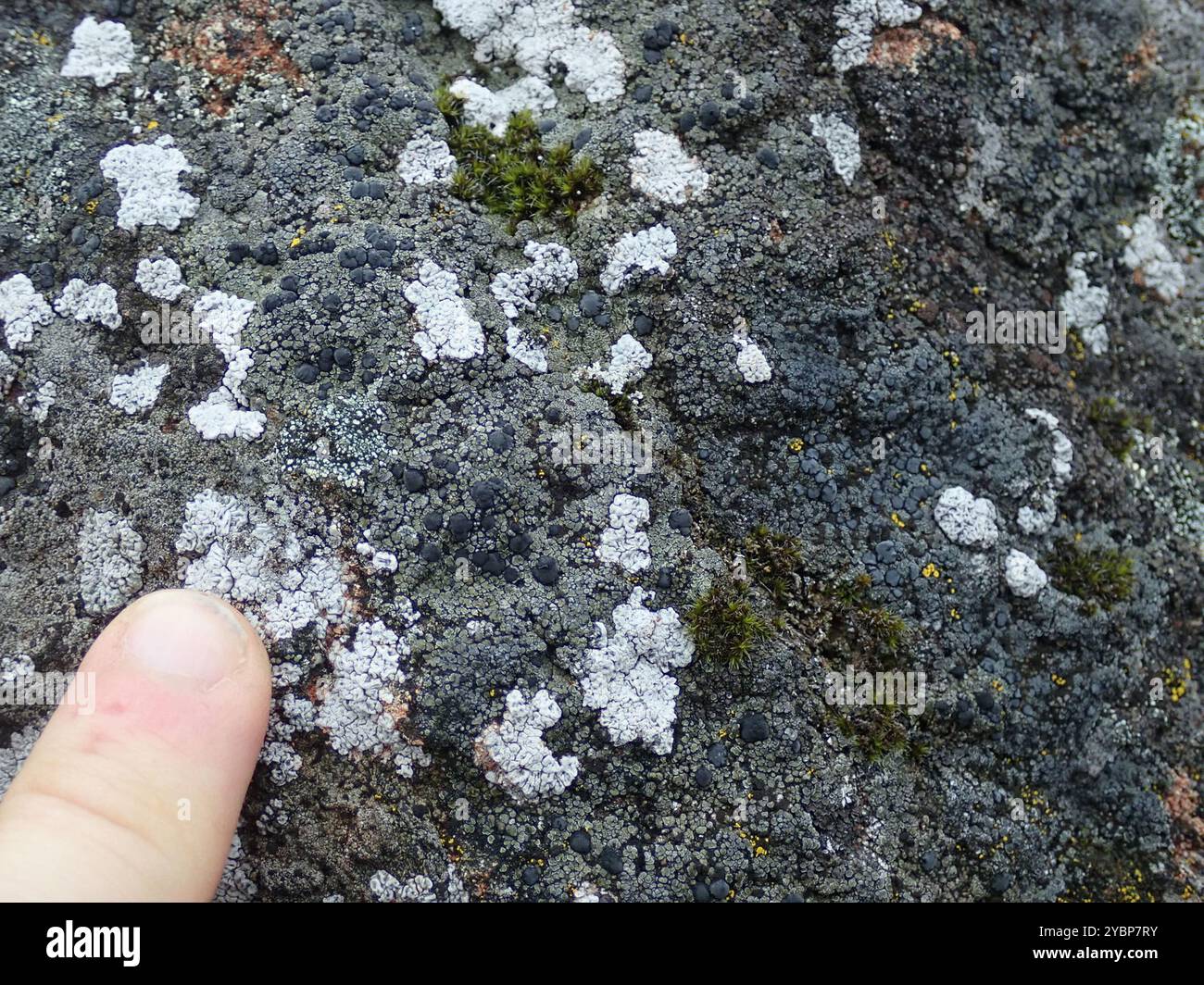 common lichens (Lecanoromycetes) Fungi Stock Photo - Alamy