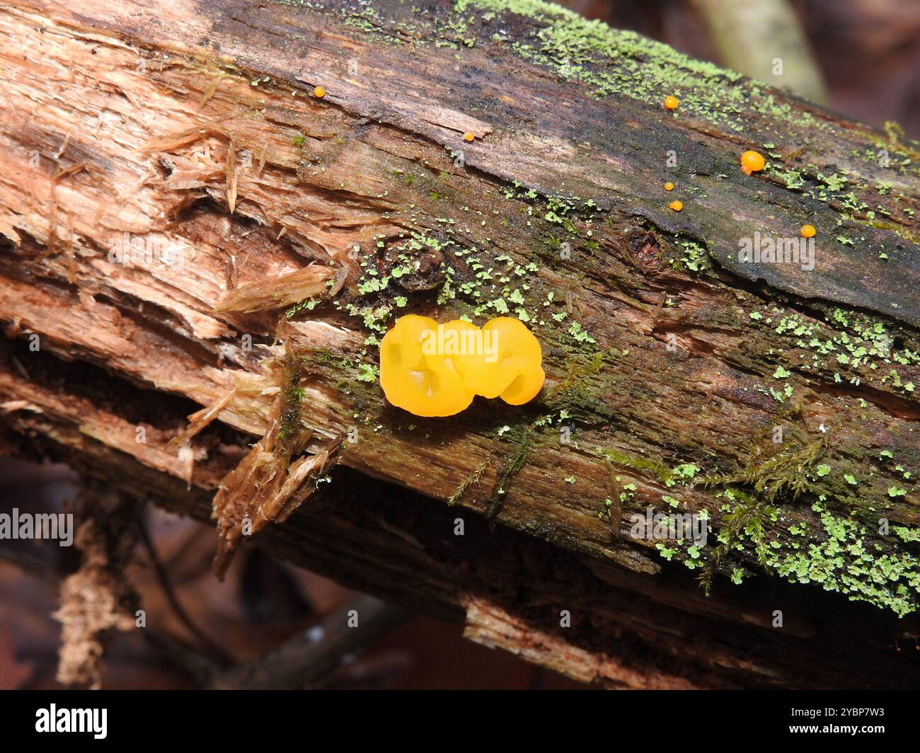 Orange Jelly Spot (Dacrymyces chrysospermus) Fungi Stock Photo - Alamy