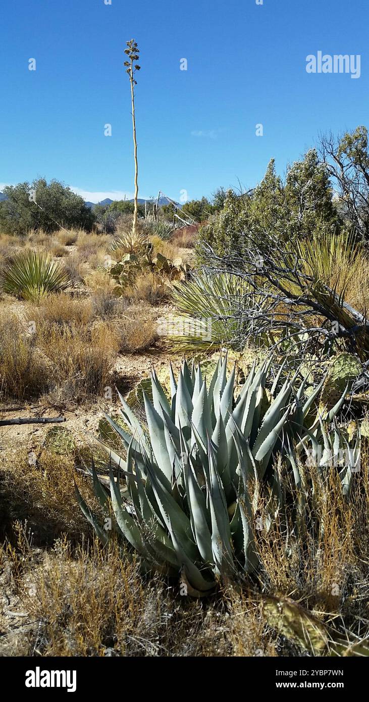 (Agave deserti deserti) Plantae Stock Photo - Alamy