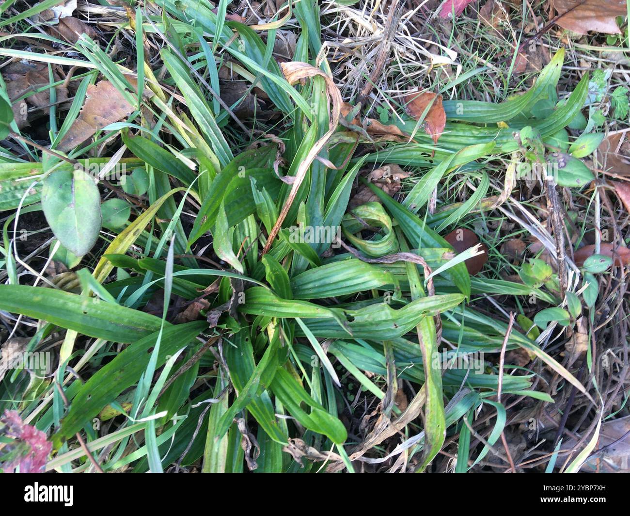ribwort plantain (Plantago lanceolata) Plantae Stock Photo - Alamy