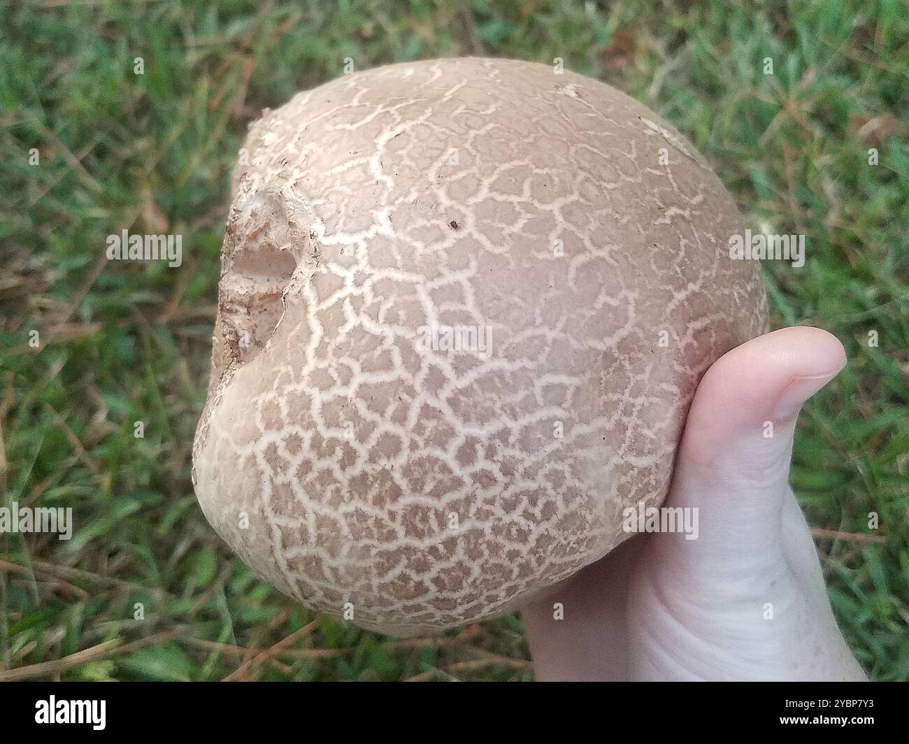 Purple-spored Puffball (Calvatia cyathiformis) Fungi Stock Photo - Alamy