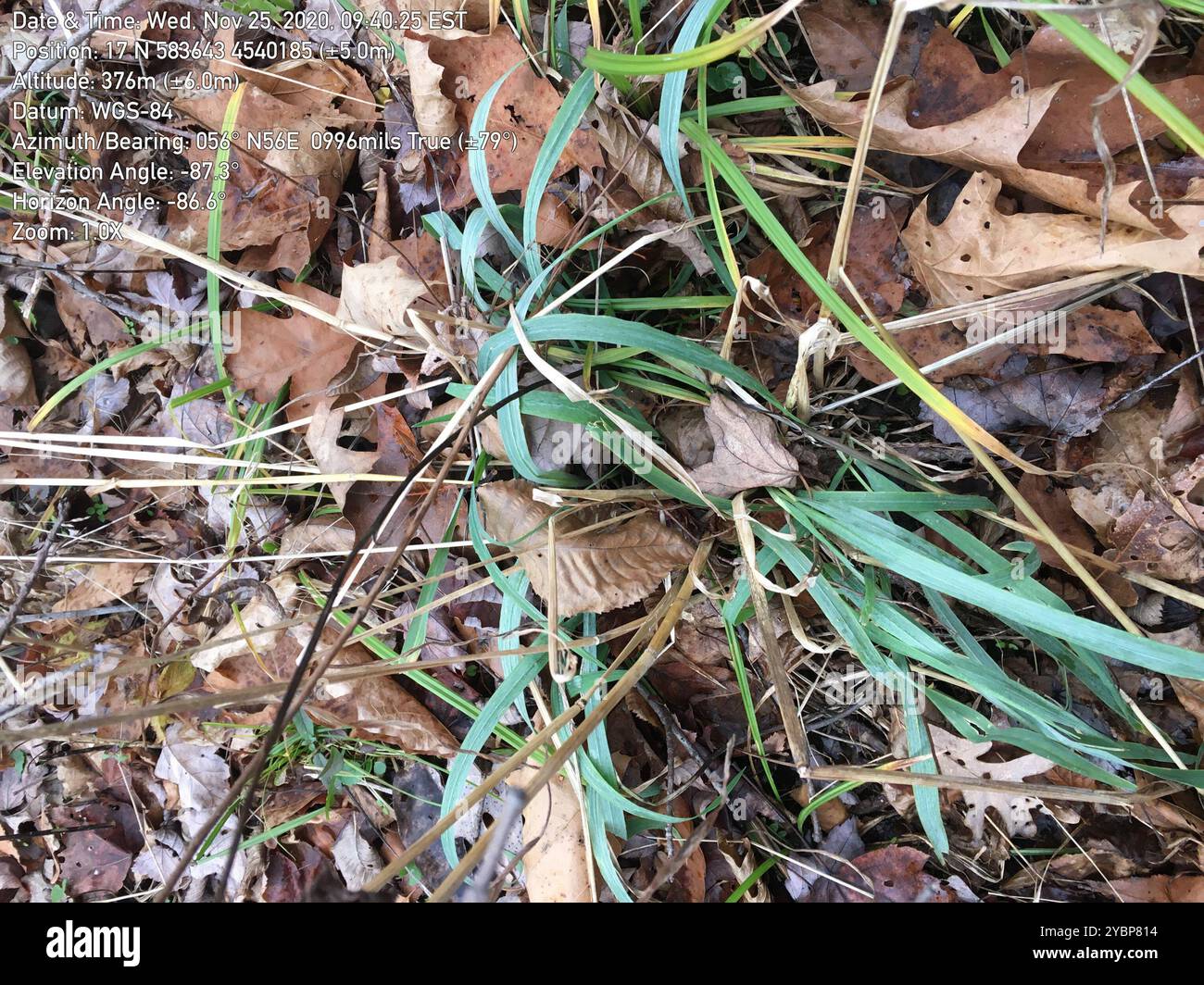 Wood Millet (Milium effusum) Plantae Stock Photo - Alamy