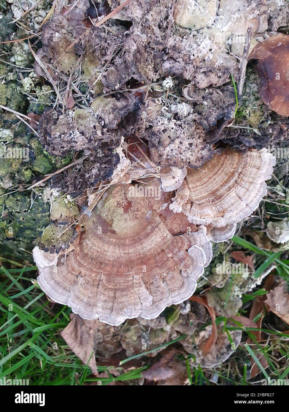 Ochre Bracket (Trametes ochracea) Fungi Stock Photo - Alamy