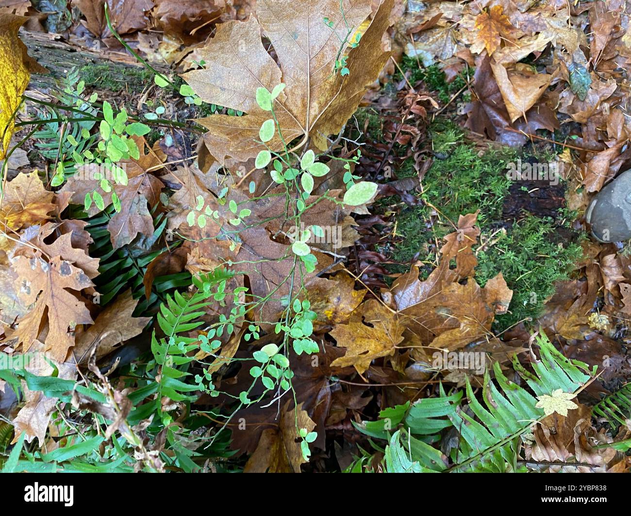 Red Huckleberry (Vaccinium parvifolium) Plantae Stock Photo - Alamy