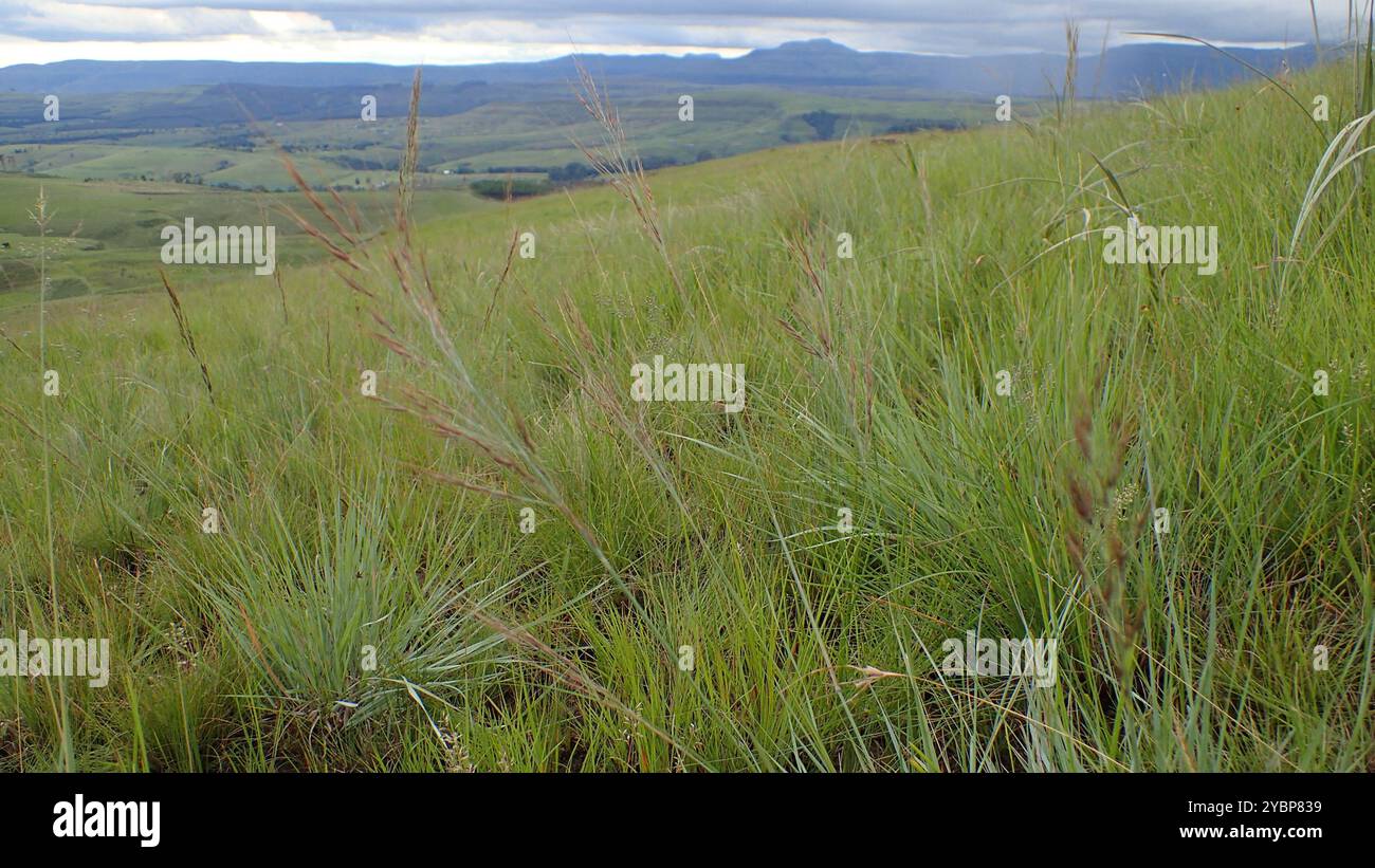 Common Russet Grass (Loudetia simplex) Plantae Stock Photo - Alamy