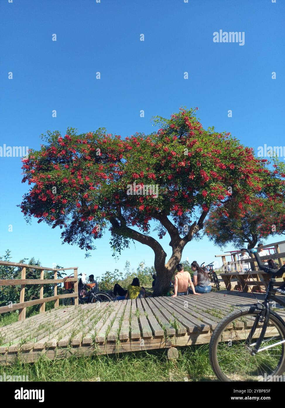 Cockspur coral tree (Erythrina crista-galli) Plantae Stock Photo - Alamy