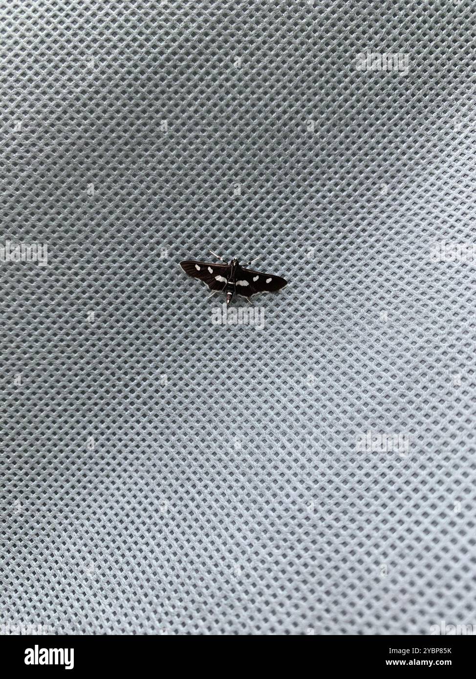 Grape Leaffolder and Leafroller Moths (Desmia funeralis) Insecta Stock ...