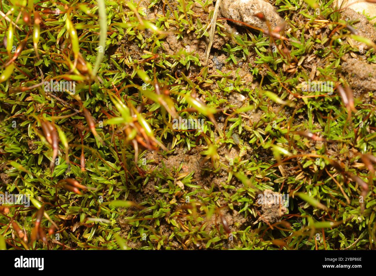 Common Aloe-moss (Aloina aloides) Plantae Stock Photo - Alamy