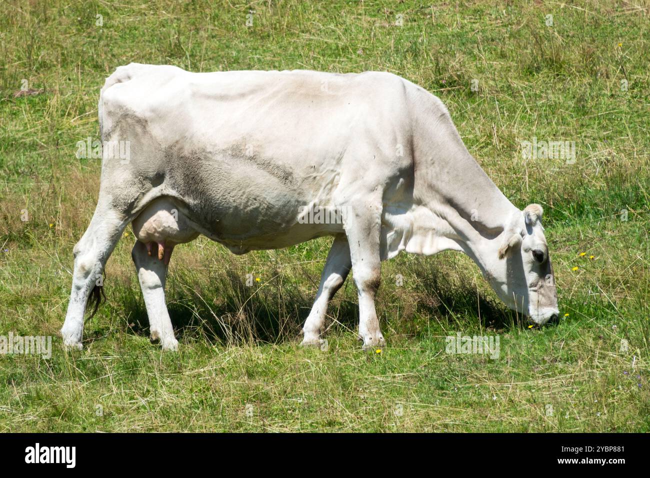 Scenic view cows grazing hi-res stock photography and images - Alamy