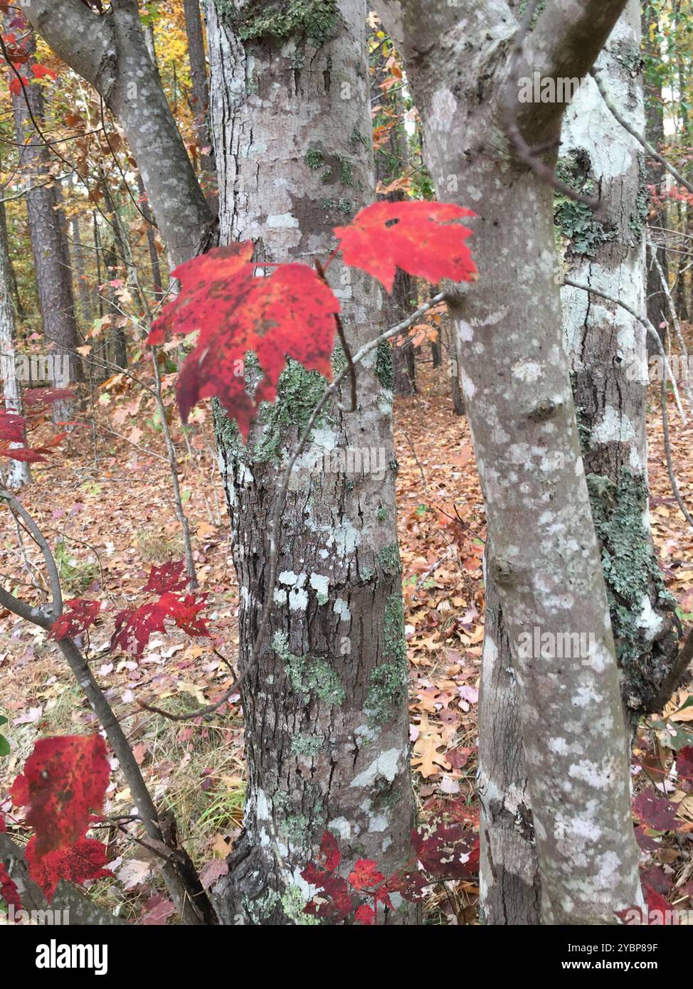 red maple (Acer rubrum) Plantae Stock Photo - Alamy